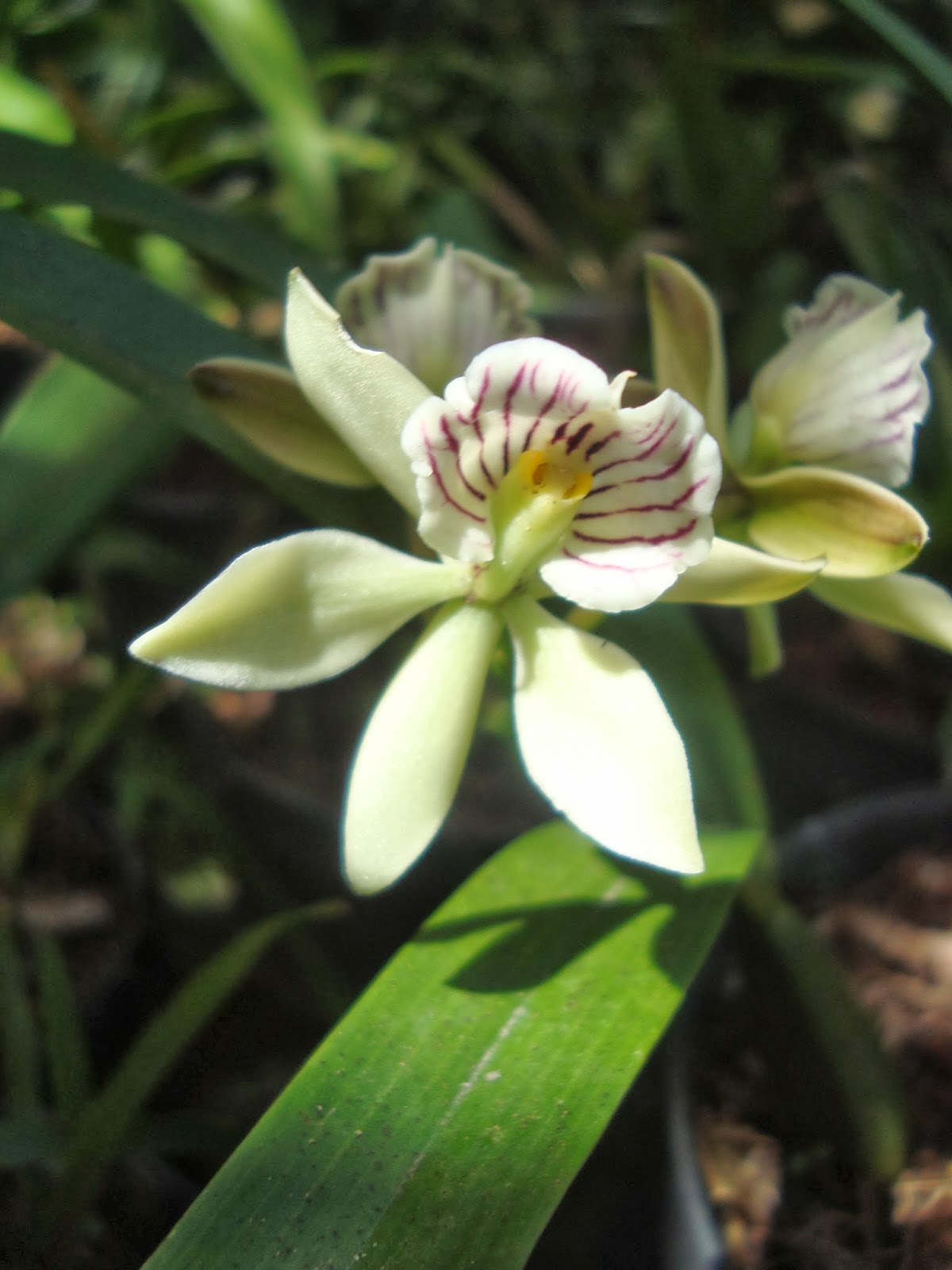 Orquídeas HElid: Prosthechea Radiata / Encyclia Radiata