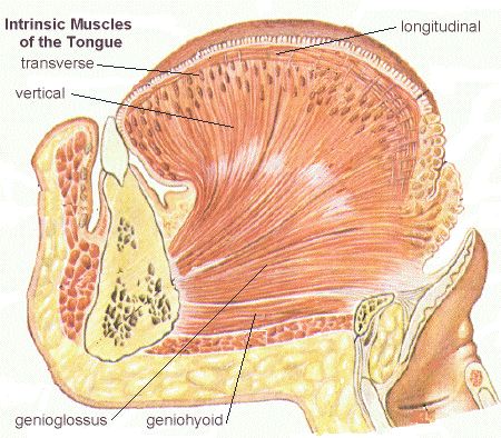18 ANATOMY ALAT GERAK AKTIF (OTOT) KEPALA DAN PANCA INDERA TUBUH ...