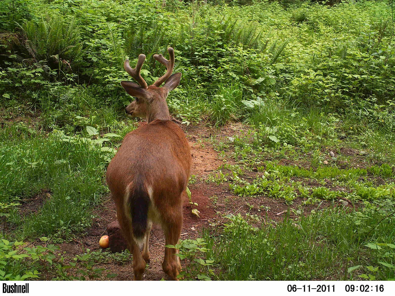 Pursuit of the Rain Deer: Swamp Donkey