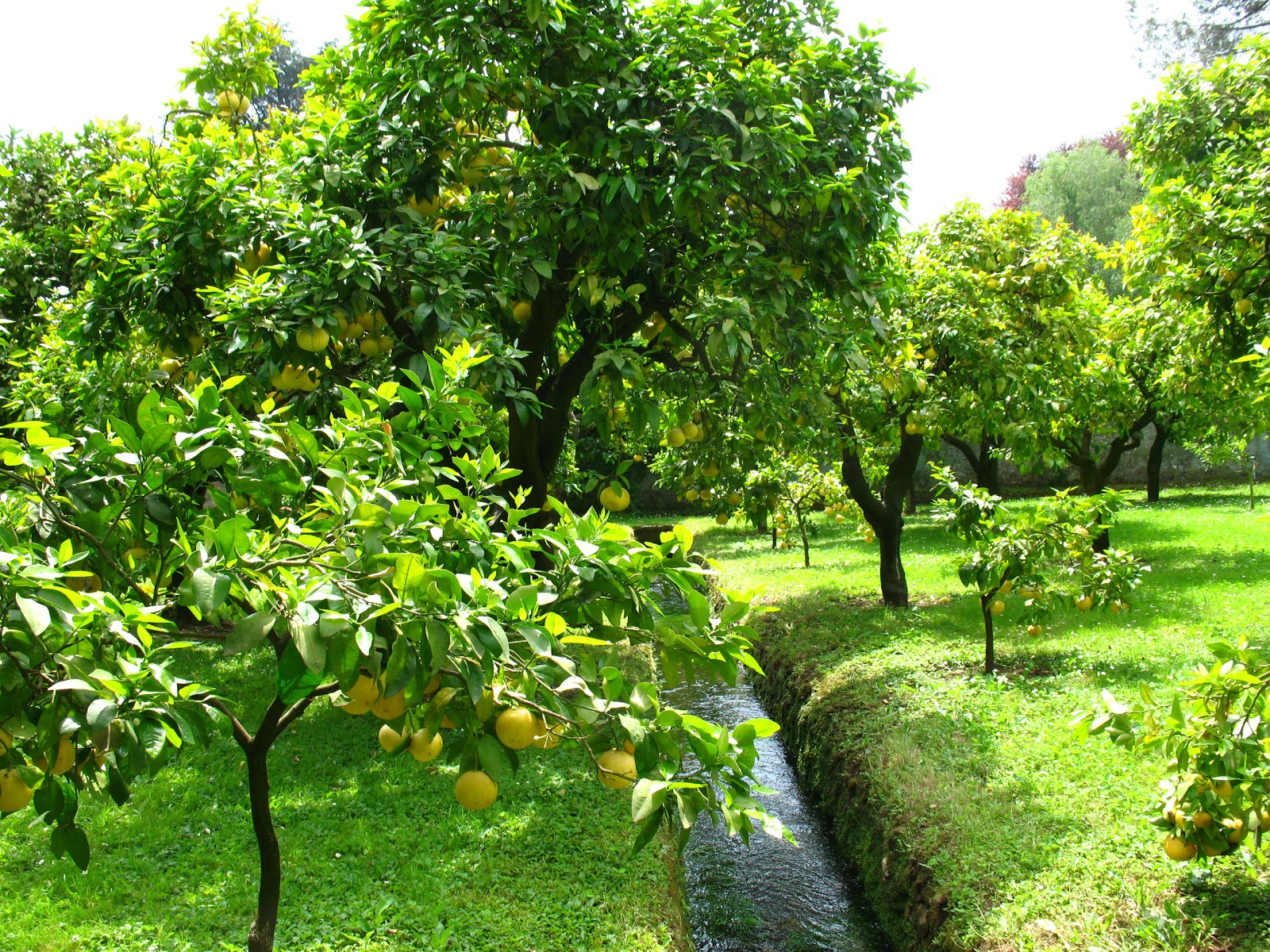 Jurnal de gradina: In livada cu citrice