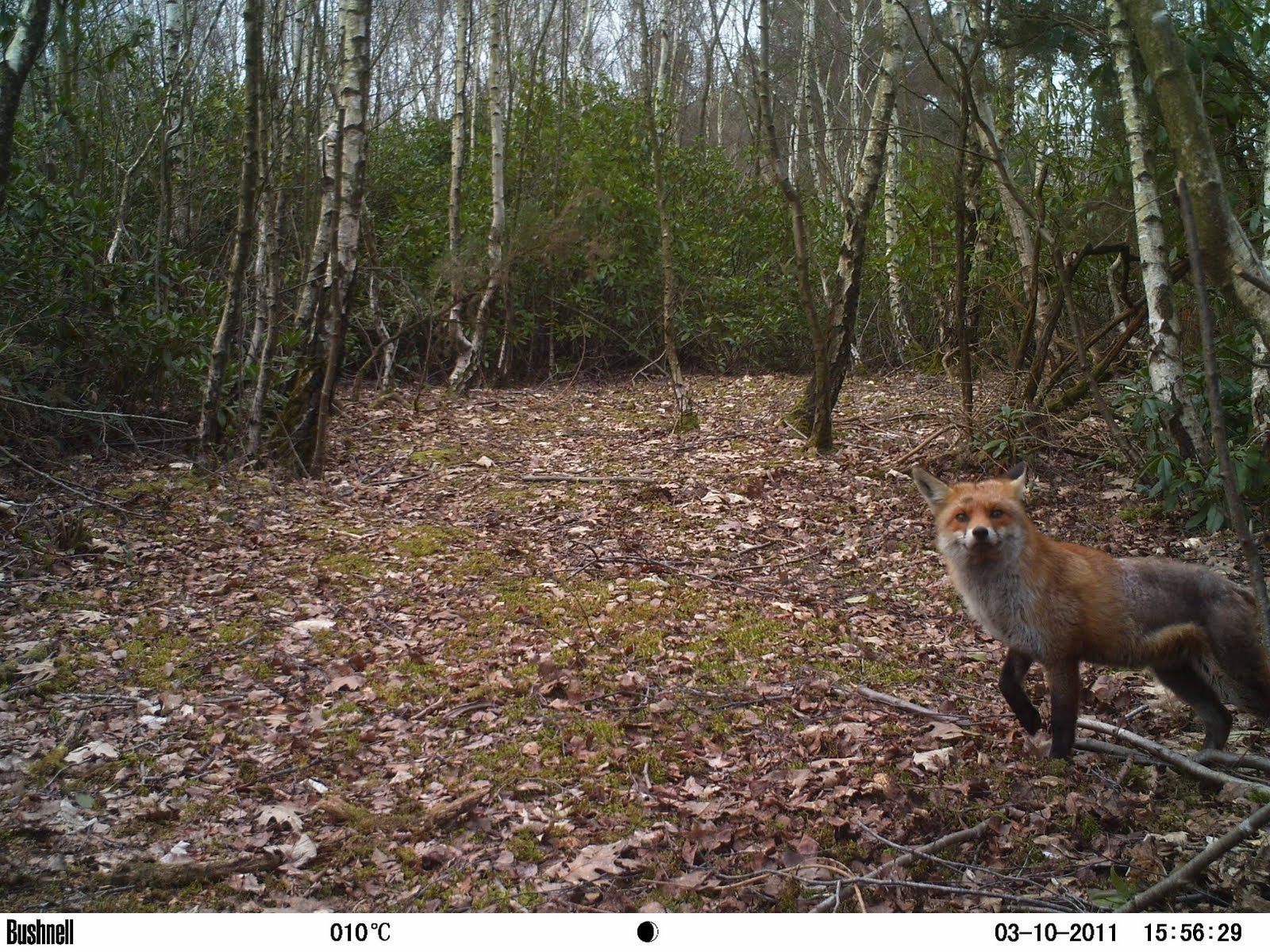 bigcatdetective: Mangy fox still about