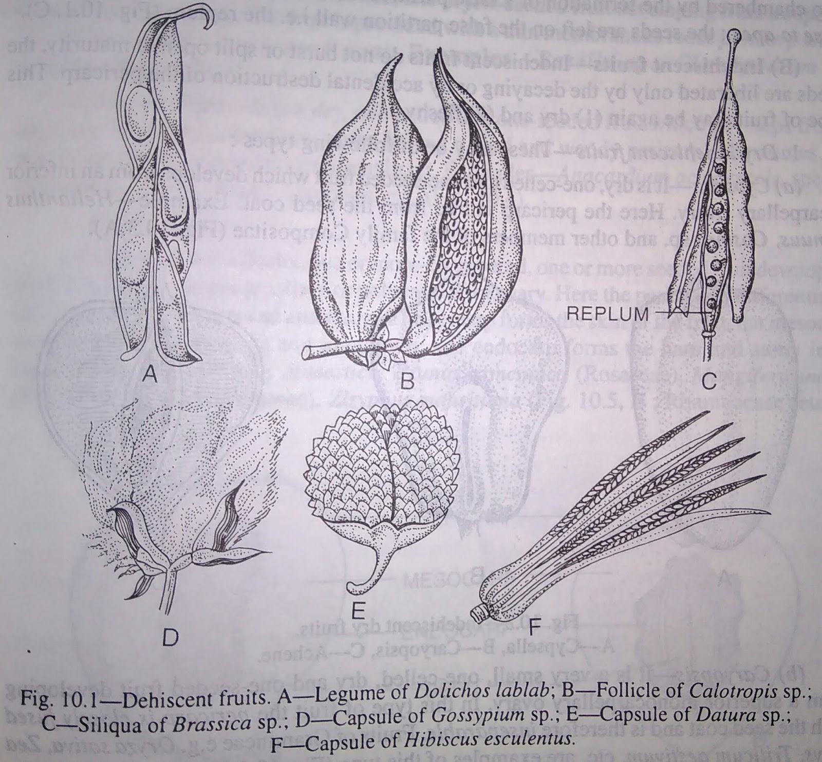 Dehiscent fruits or dry fruit-digieduco