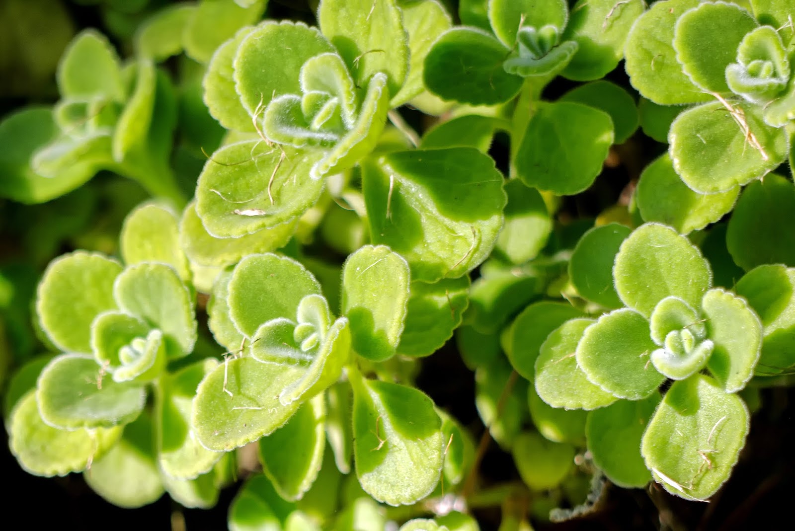 cipputiblog: L'origano cubano, una piccola pianta grassa e aromatica ...