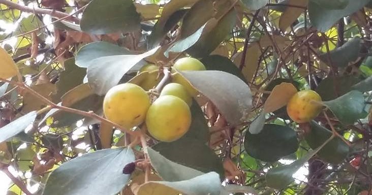 මසන් [Masan] (Ziziphus mauritiana) ~ අපේ ඔසුපැළ Medicinal Plants of Sri ...