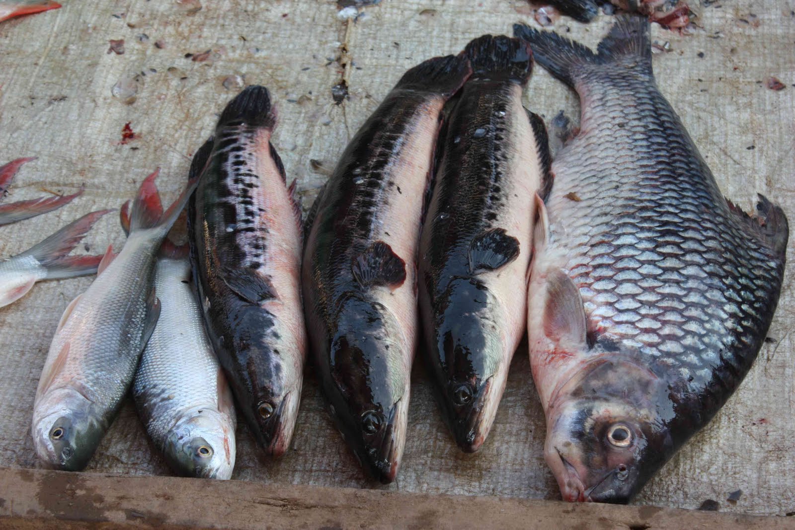 The World Tastes Good: My Second Day in Kratie, Cambodia