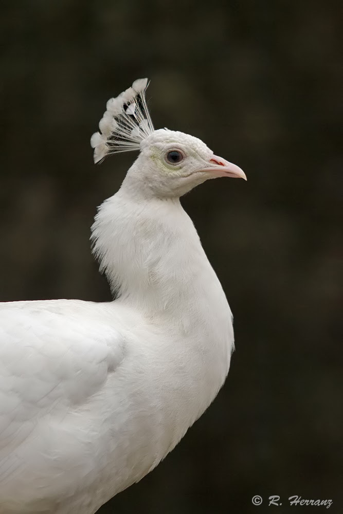 fotosricardo-h: PAVO REAL III - Indian Peafowl or Blue Peafowl III