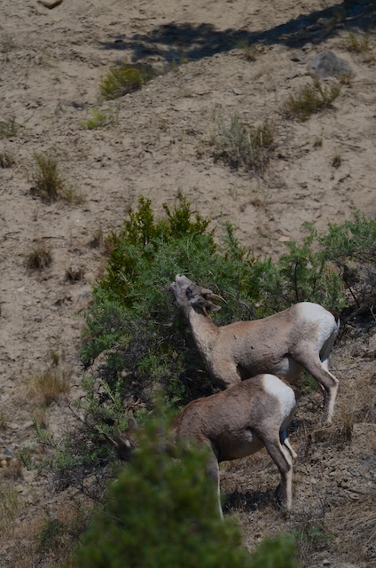 Dipper Ranch: Bighorn Sheep or Mountain Goat?- Yellowstone Reflections