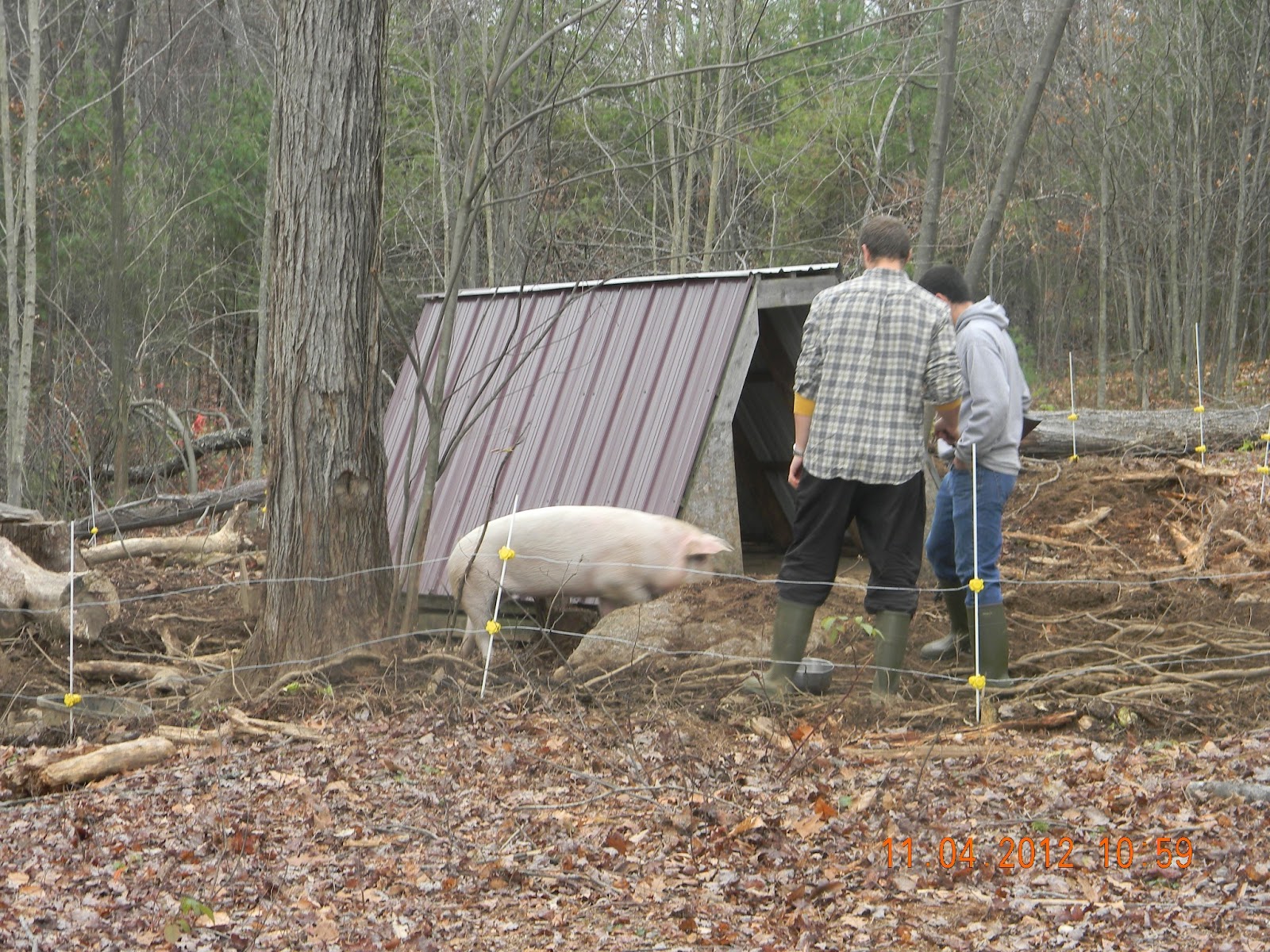 Shaker Hill Farm: Pig butchering photos