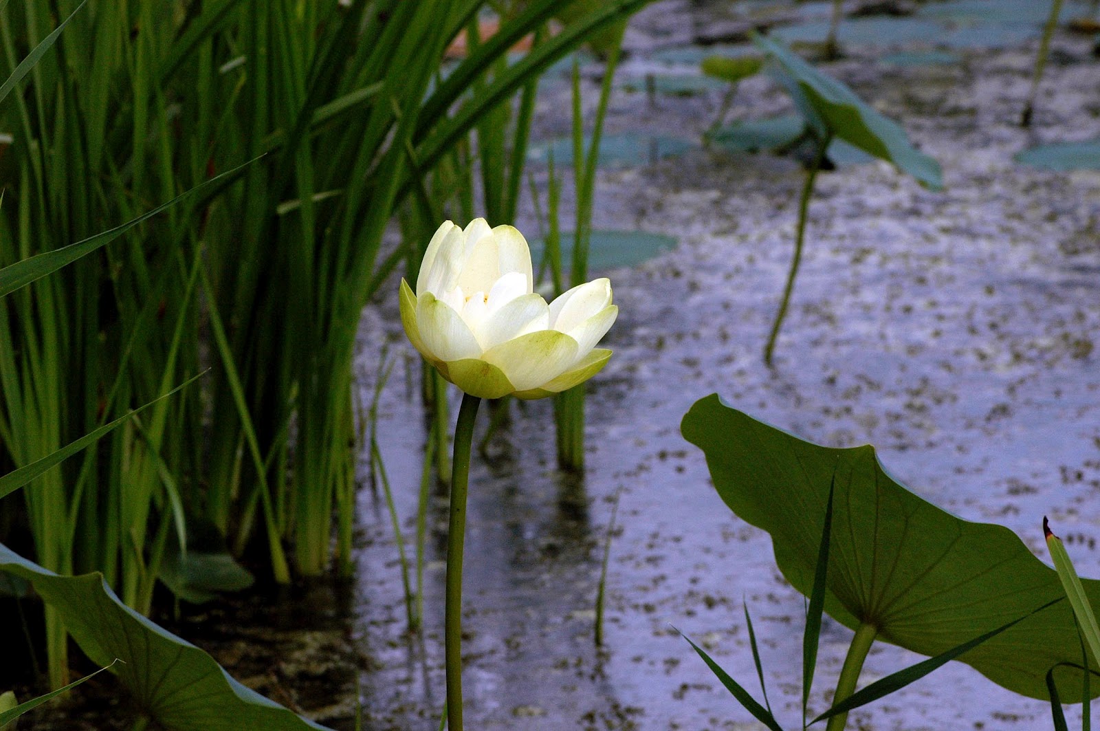 Field Biology in Southeastern Ohio: Wetlands In August