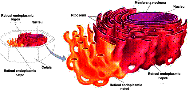 Biologia: Celula
