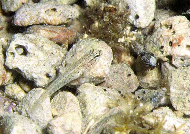 Artes de Pesca: VAMOS A PESCAR RASPOSO (GOBIIDAE)