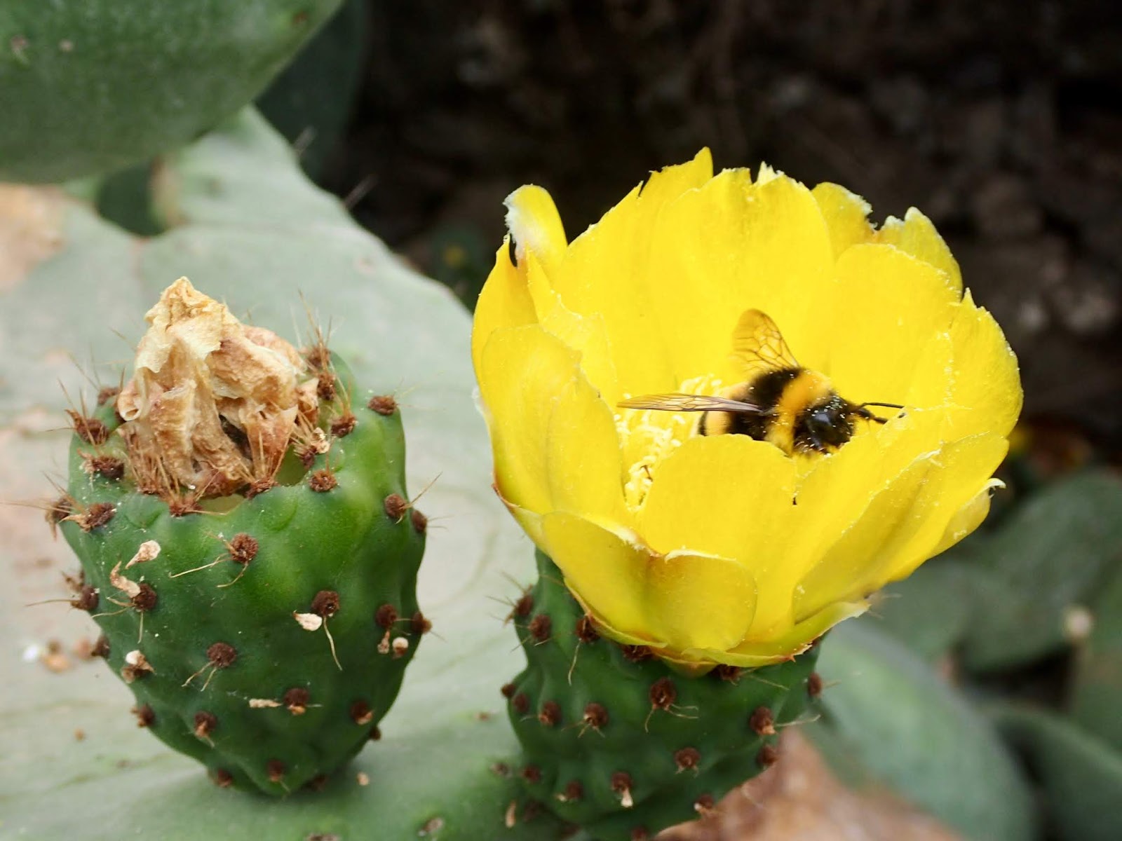 Salsapariglia: Infuso di fiori secchi di fico d'India