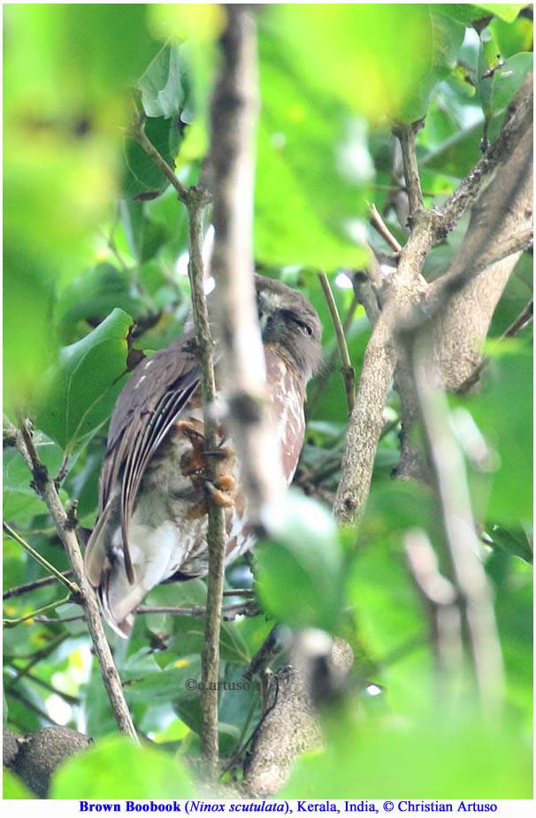 Christian Artuso: Birds, Wildlife: Owls of the Indian Subcontinent and ...