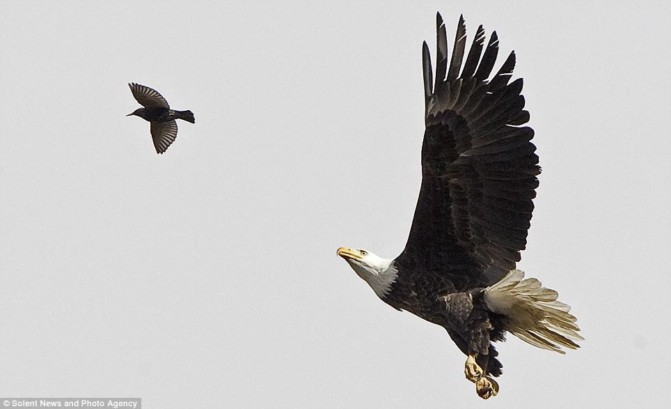 White Wolf : Bald eagle chases down and catches a starling in mid-air ...