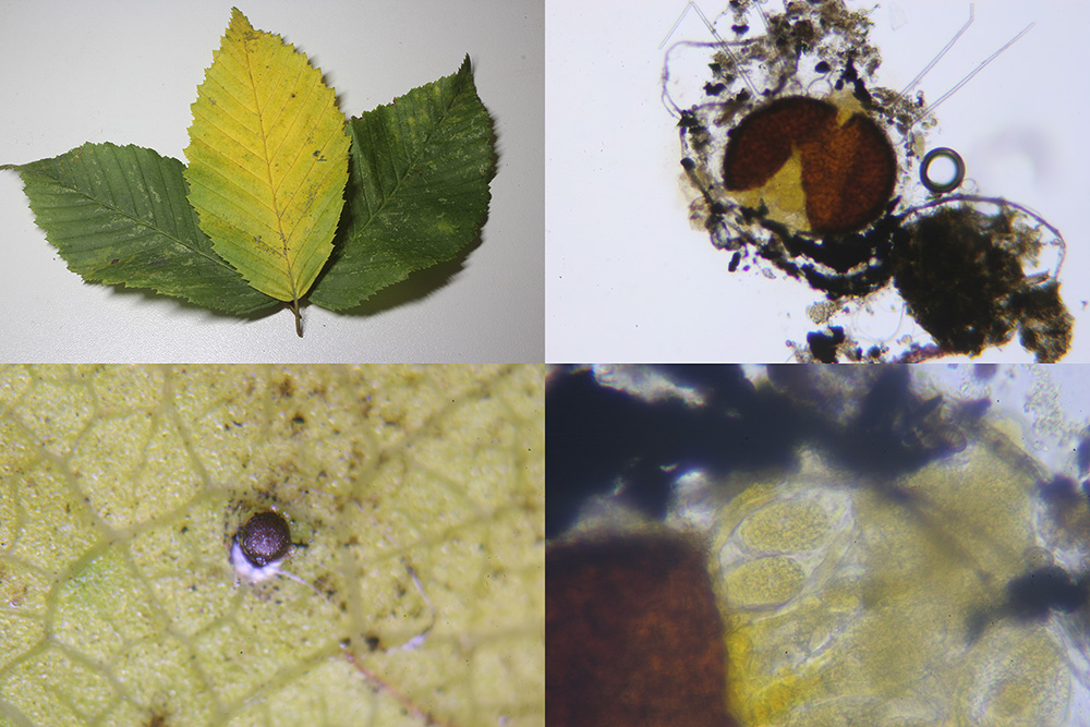 Phyllactinia guttata (Wallr.) Lév. • CEMAS Orden Erysiphales