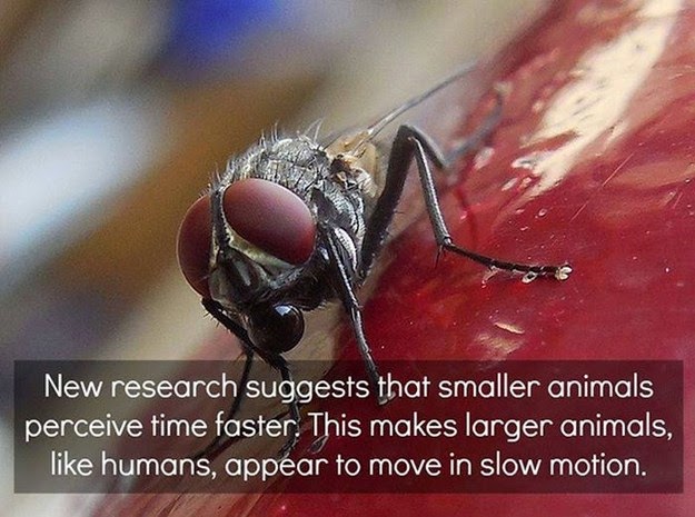 Amazing World & Fun: Some Unbelievable Scientific Facts (Amazing Facts)