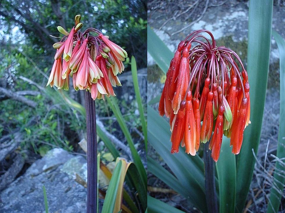 Sharing flower bulb information: Clivia mirabilis - a photographic ...