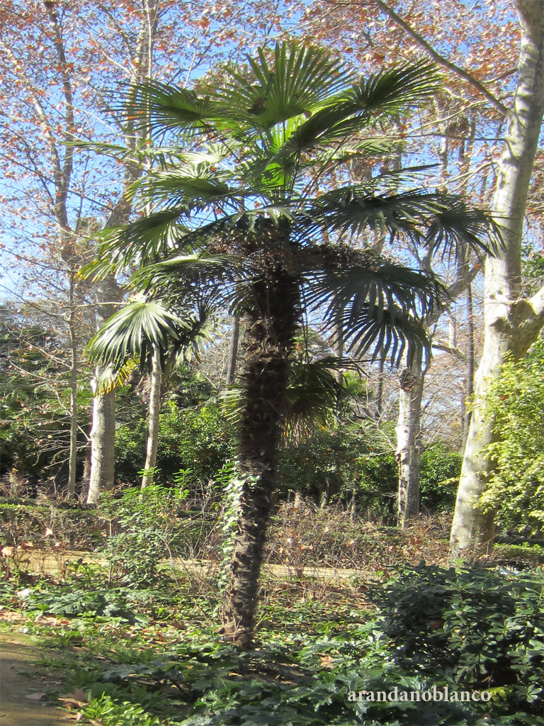 elarbolmiamigo-encinarosa: Palmemra de la fortuna / Trachycarpus ...