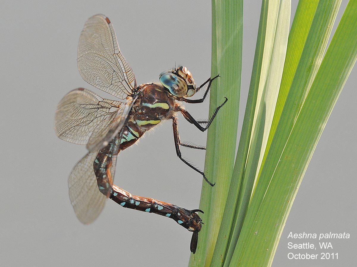 Northwest Nature Notes: ODONATE OVIPOSITION