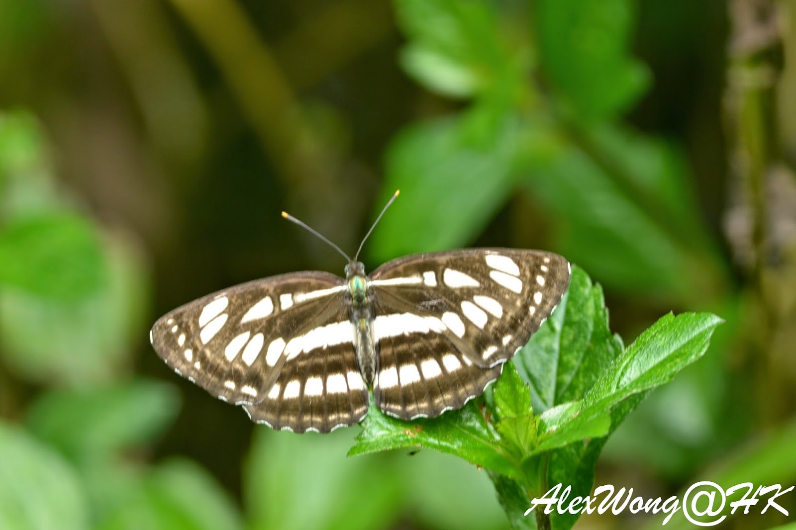 alexslwong33: 東涌古道的蝴蝶和昆蟲 Butterflies and Insects along the Tung Chung ...