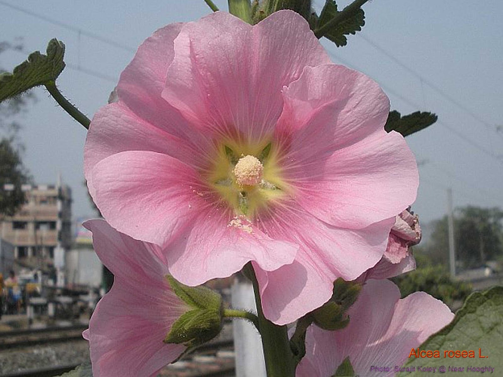 Medicinal Plants: Alcea rosea