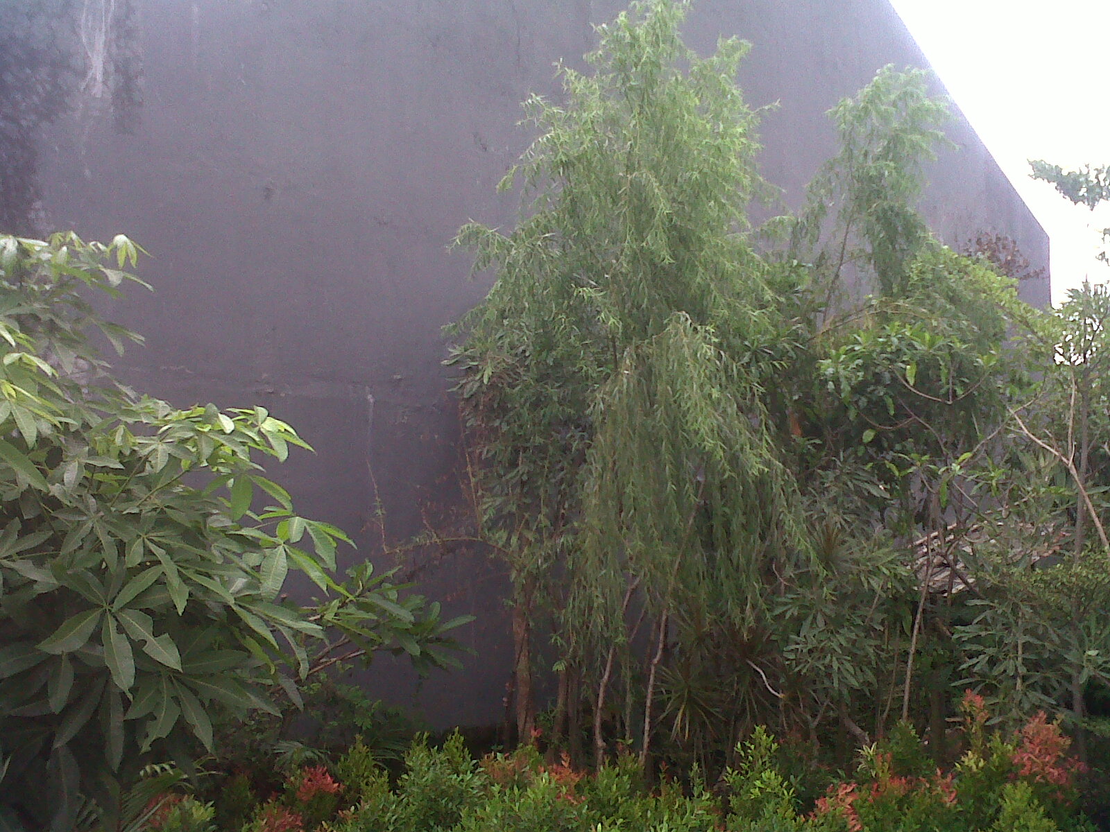 Tanaman Hias Dan Pohon Pelindung: tanaman liang liu,salix,