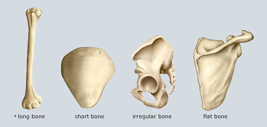 Examples of flat bones - proplily