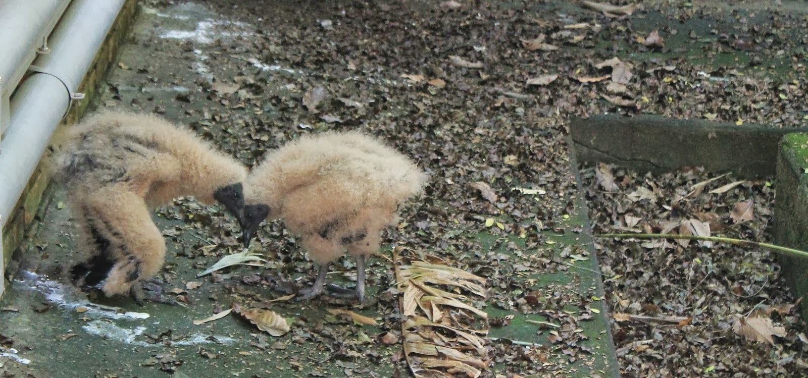 Los gallinazos - Foros Perú