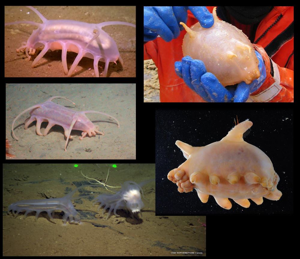 The Science Questionnaire: Species Spotlight: Sea Pigs