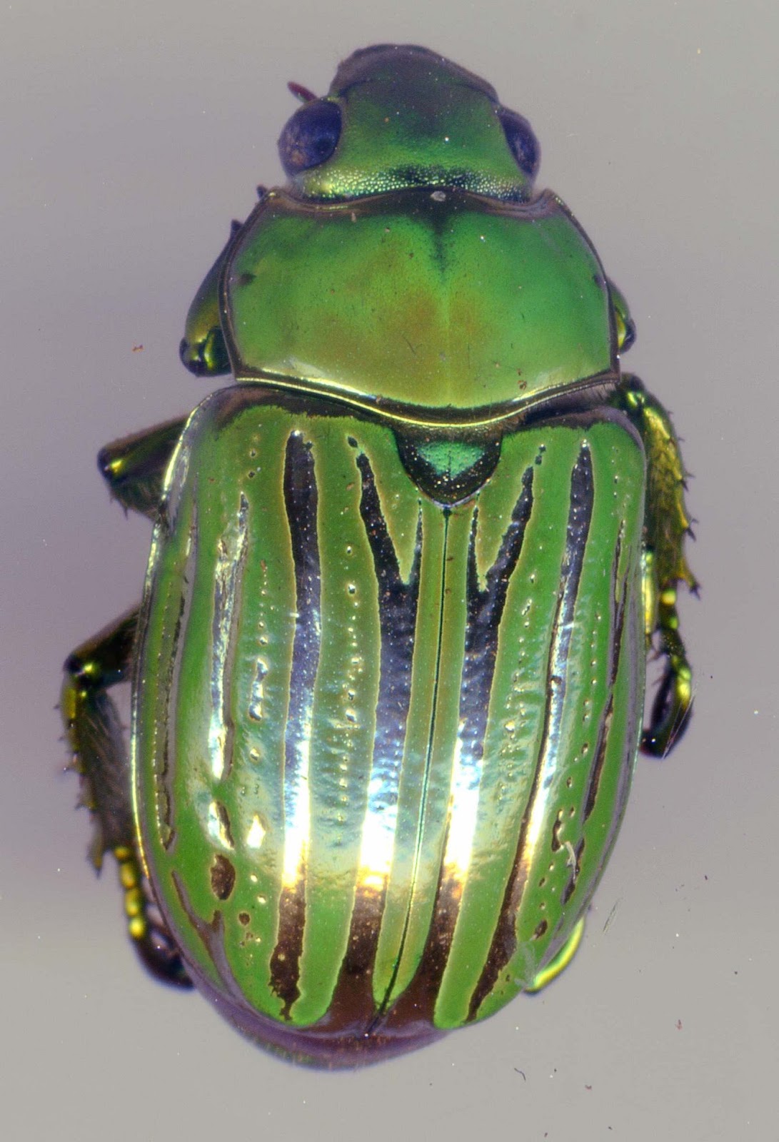 虫頭: キンセスジウグイスコガネ（chrysina gloriosa）Glorious Scarab