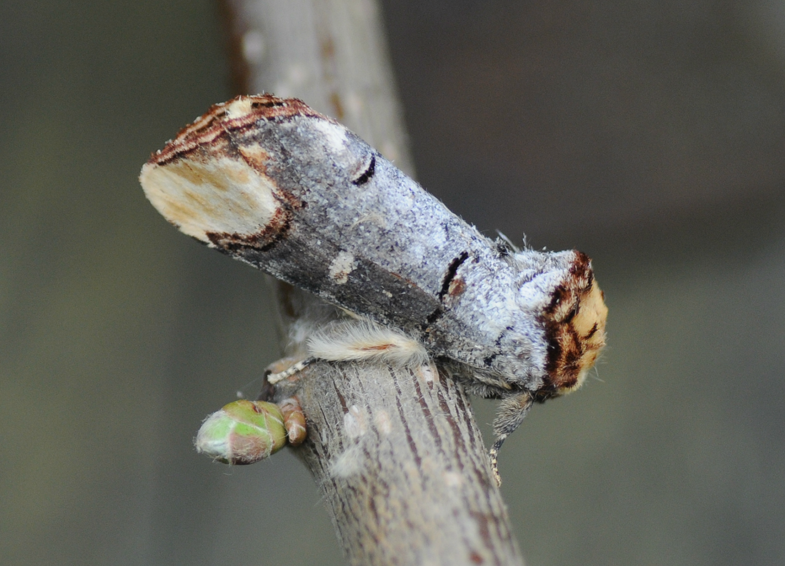 Bill's Birding: April 2014