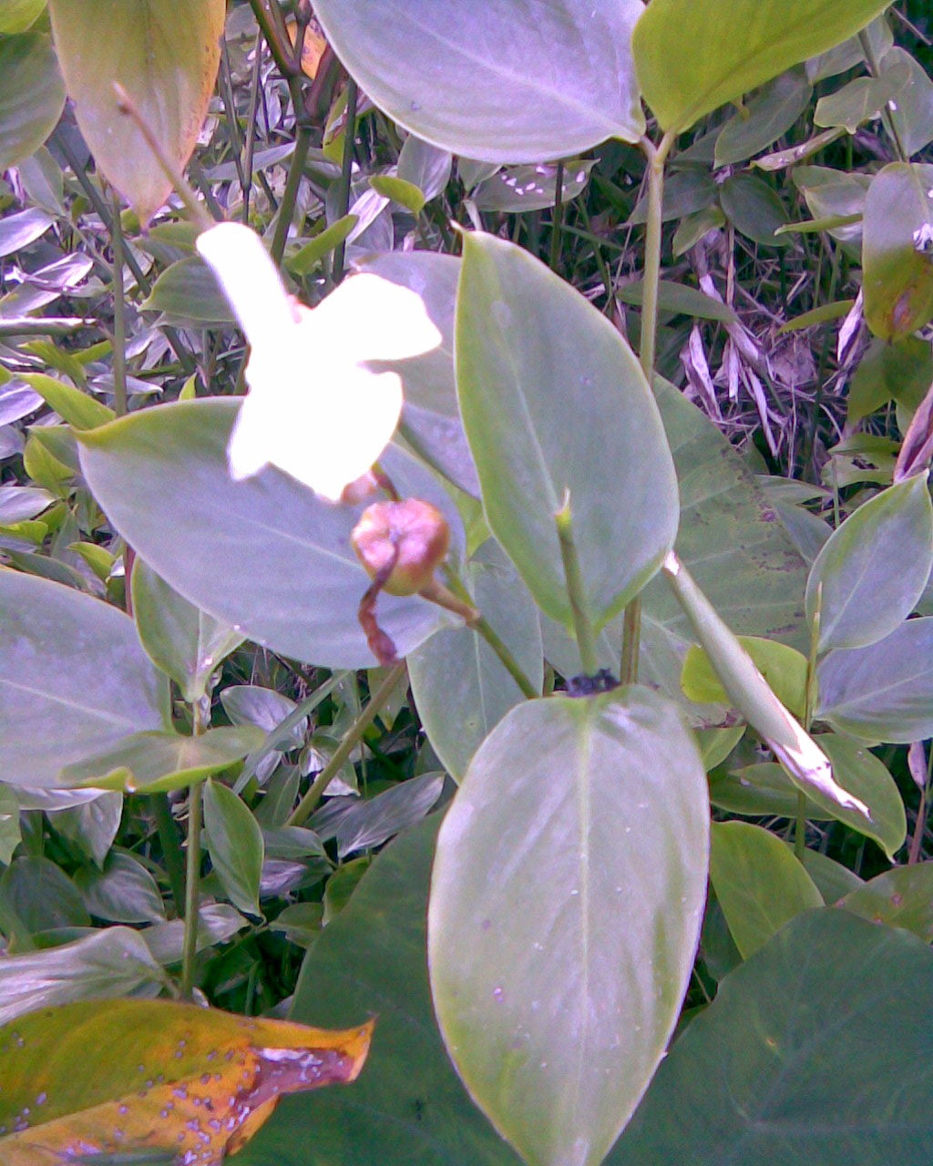 WARISAN ETNOBOTANI: Bemban