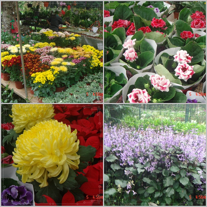 Terpopuler 30+ Tema Bunga