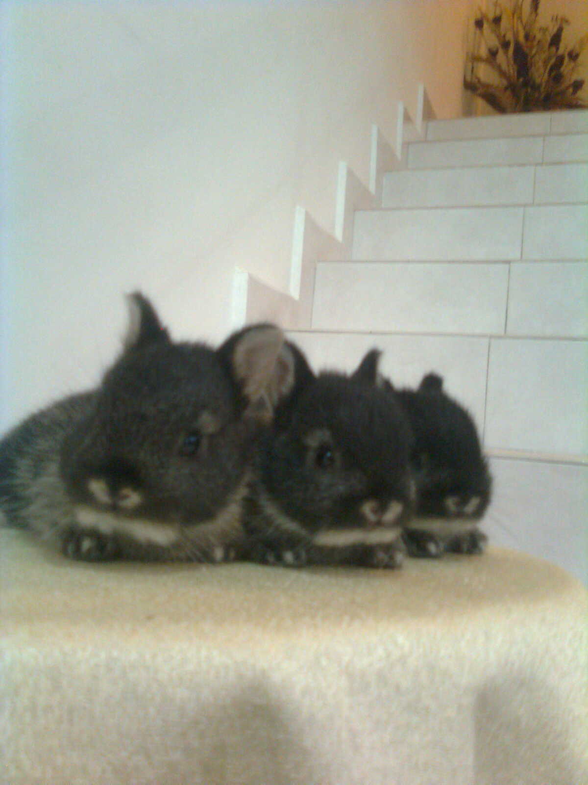 RS Collection: Rabbit Coat Colors