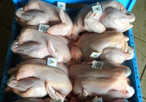 PEMBEKAL & PEMBORONG AYAM PROSES