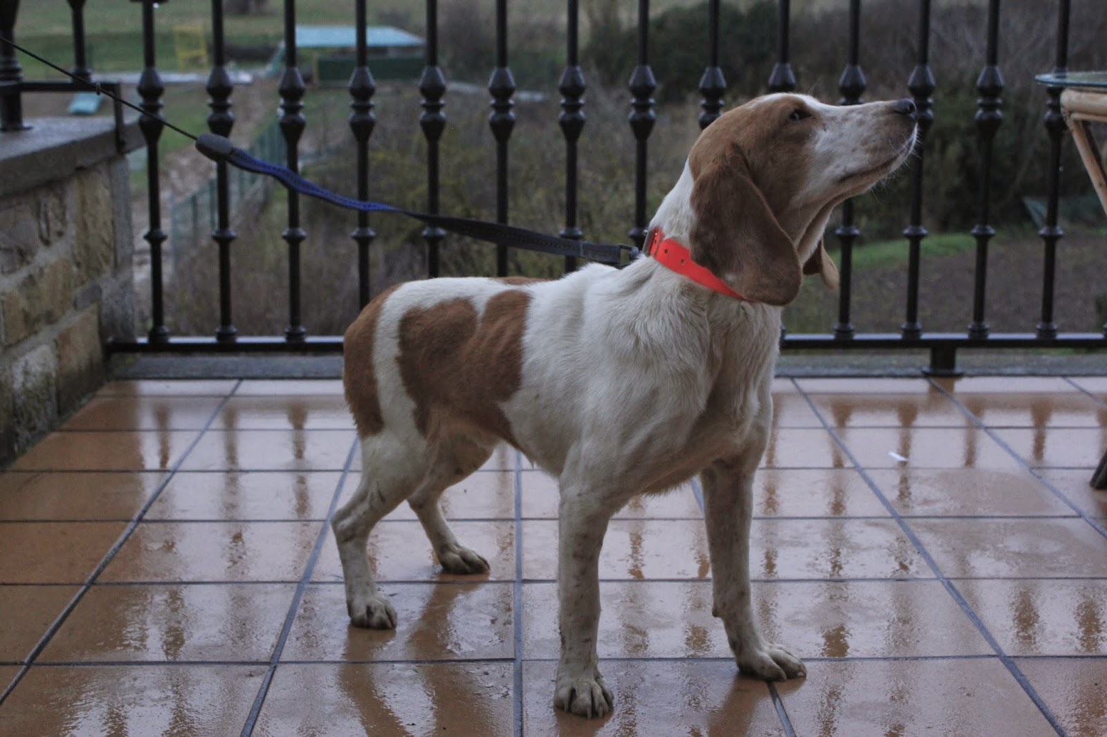 EL CONEJERO NAVARRO: EJEMPLARES