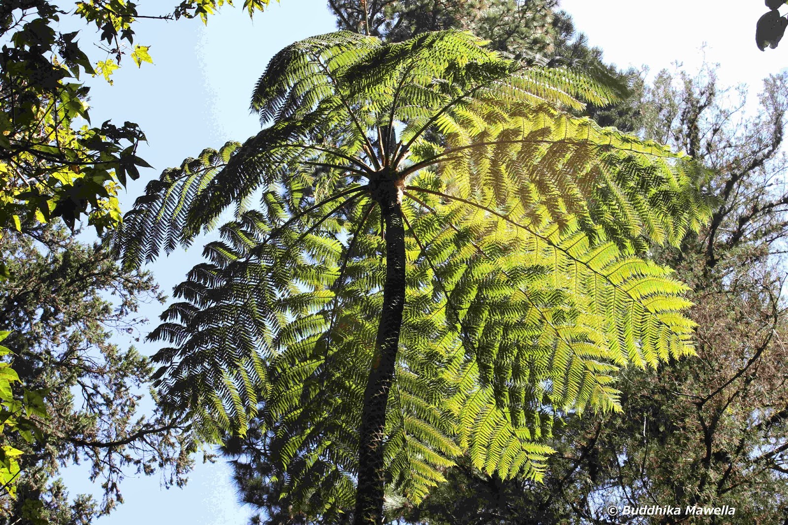 Lanka Nature Summary: Cyathea crinita