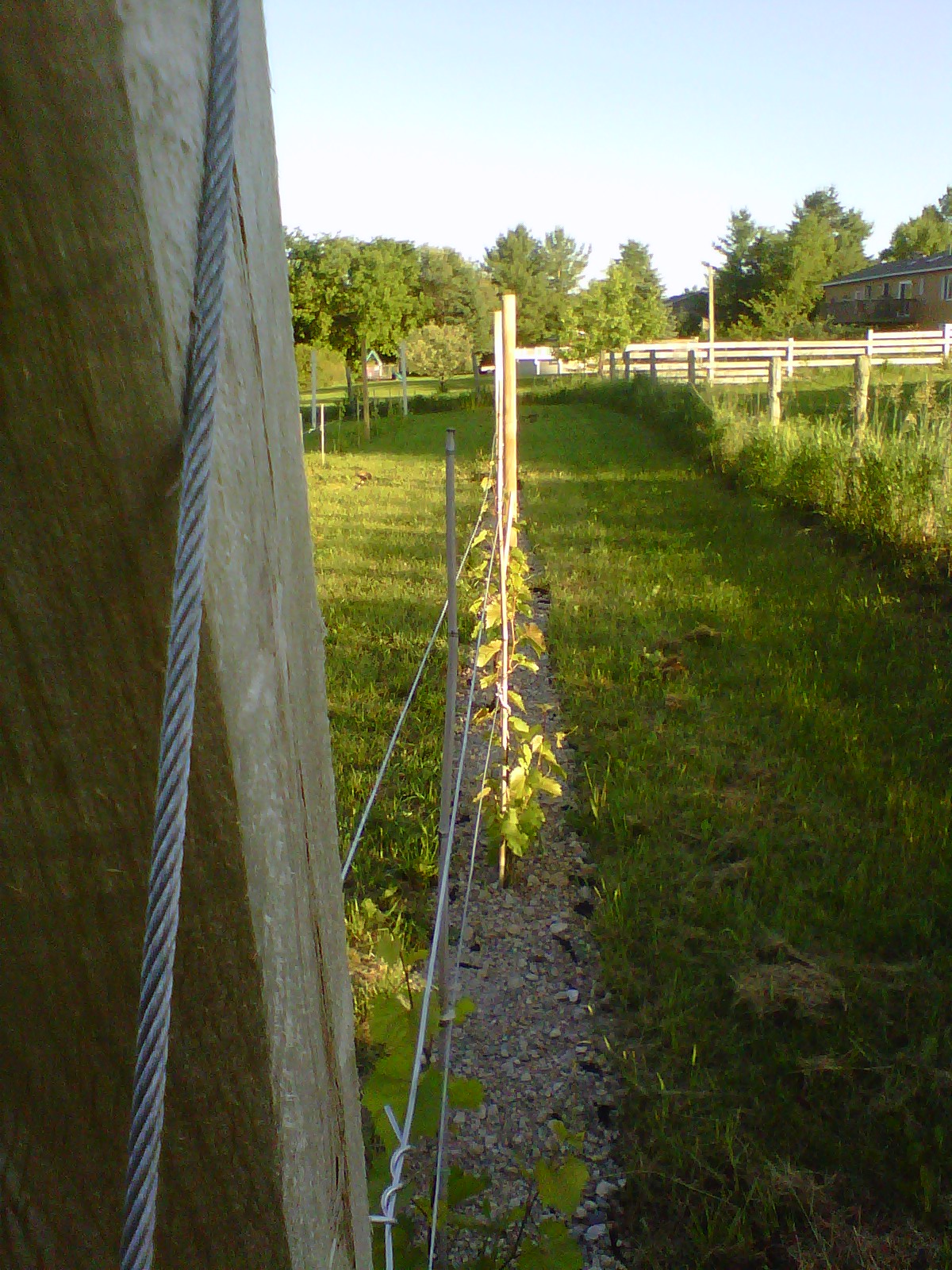 Northern Grapes: Vineyard update! Bugs, trellising... and things.