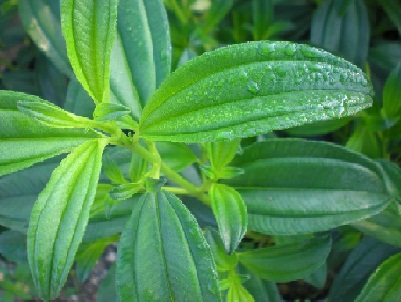 ~ KHAZANAH ALAM ~: Senduduk