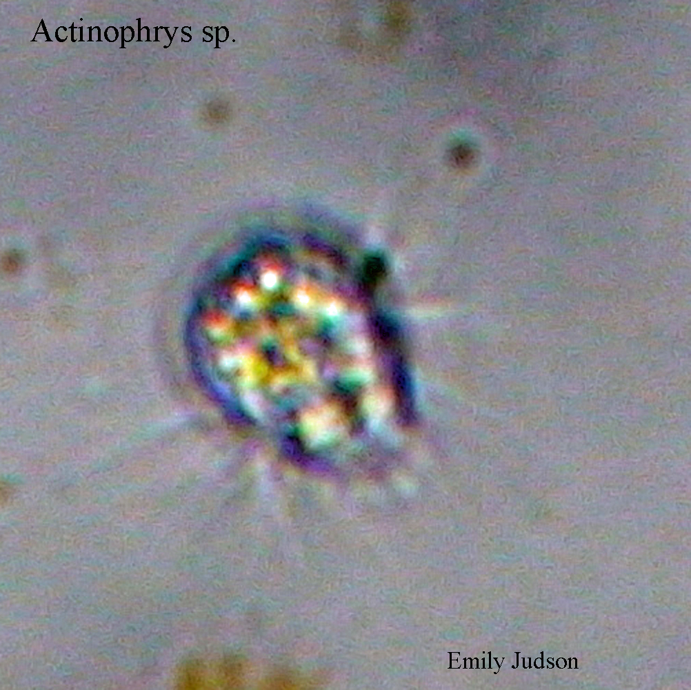 MicroAquarium Project Botany 111