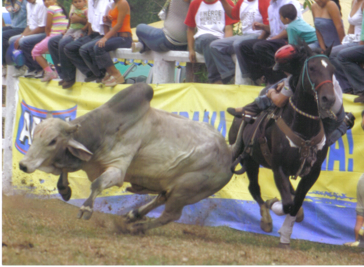 Introducción a El Coleo ~ EL COLEO