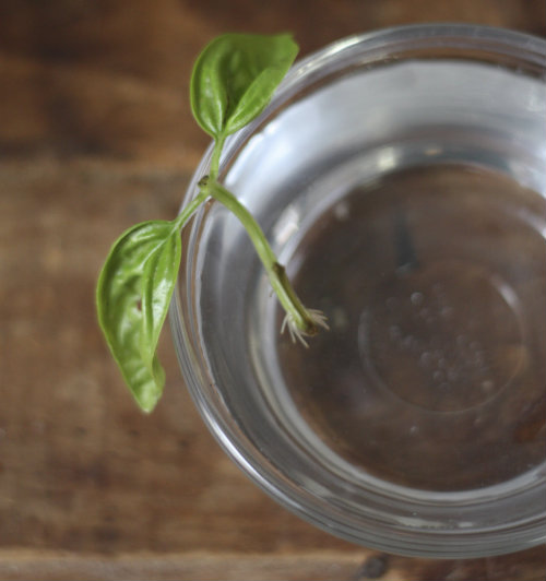 How To: Grow & Propagate Basil From Cuttings | 17 Apart
