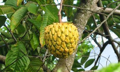 சீதாப் பழம்..! - SEETHA PALAM MARUTHUVA GUNAM ~ ஹேமா மேனன்