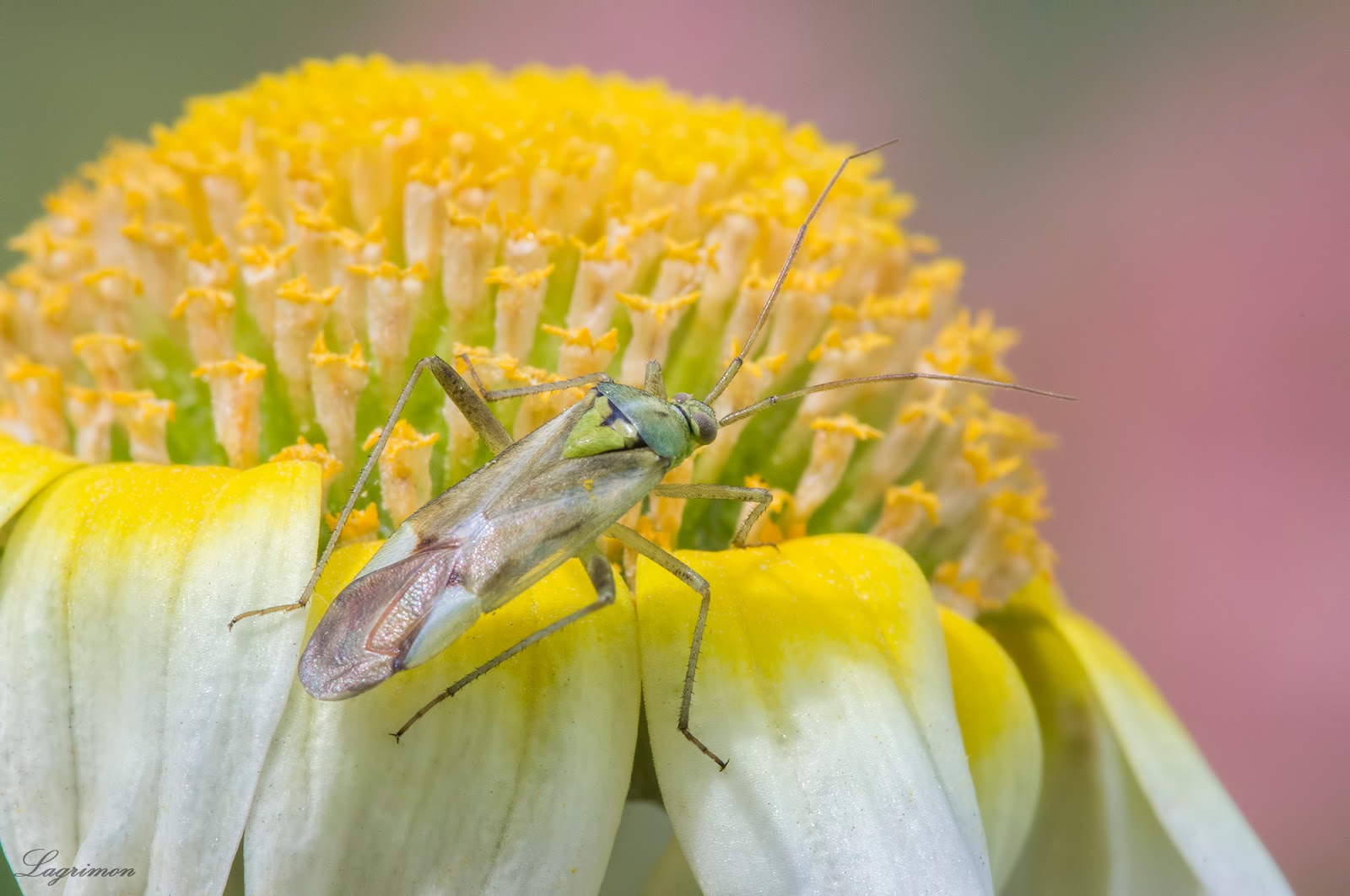 MACREANDO: Miridae sp. II