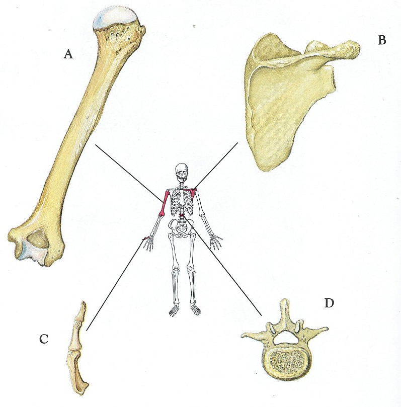 LÁMINAS PROFESOR JANO: LÁMINAS HUESOS - 1
