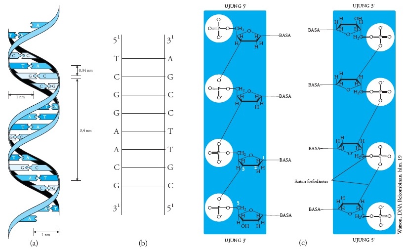 Struktur Kimia DNA:blog info