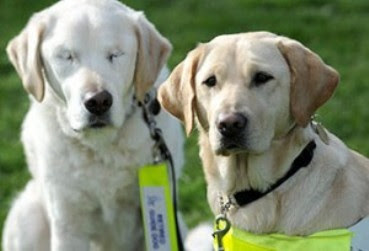 A Través del Uniberto: Un perro lazarillo para otro perro ciego