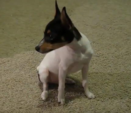 10 Cute Mini Dog Breeds That Will Make You Smile | Tiny Dog Breeds