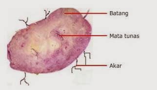 Materi Materi Kuliah: Makalah Tentang Umbi