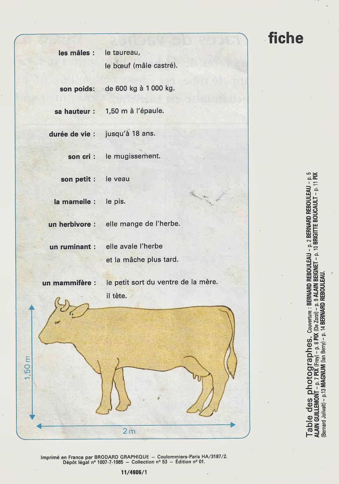 Leçons de choses: La vache